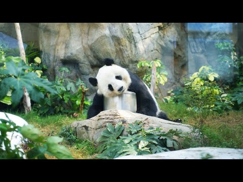 Why are pandas cute? // #panda #animals #trending #youtube