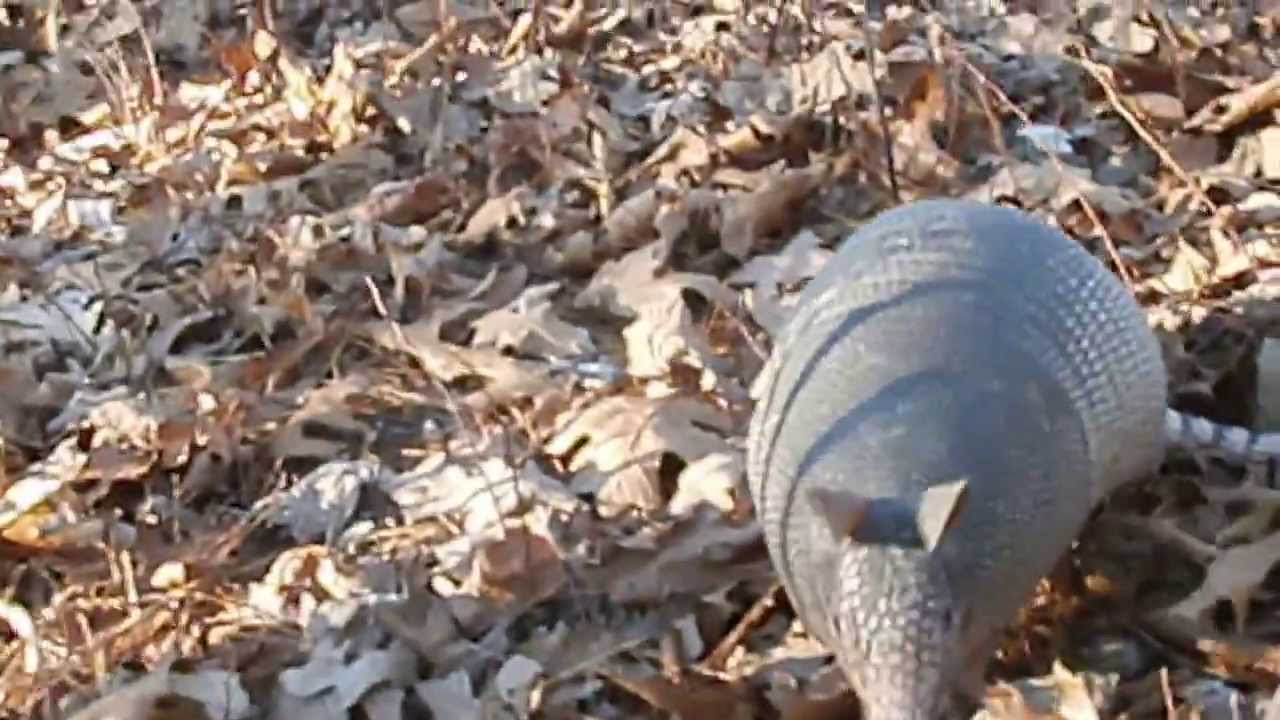 When Armadillos Attack