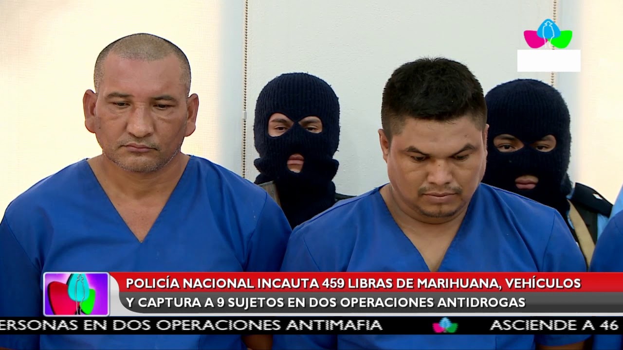 Multinoticias | Policía Nacional incauta 459 libras de marihuana, en dos operaciones antidrogas