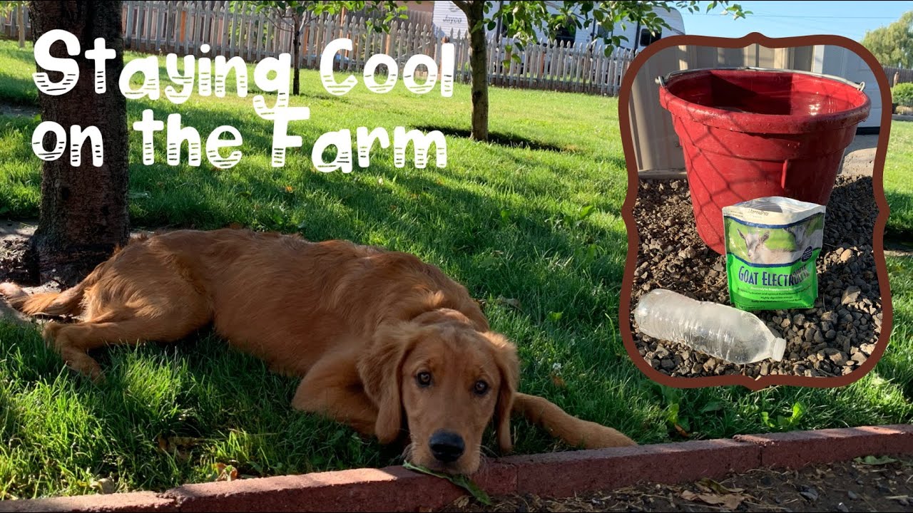 Extreme Heat Wave - Ways to Keep Animals Cool