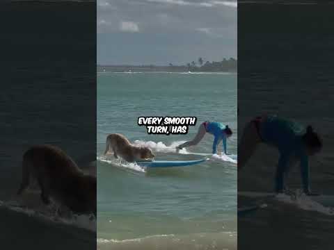 Surfing Dog Wows the Crowd