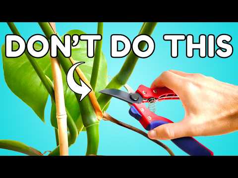You’re (Probably) Killing Your Monstera