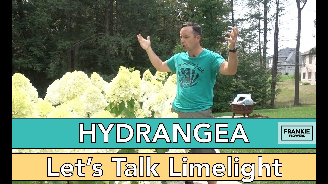Limelight Hydrangeas | Let's talk Gardening