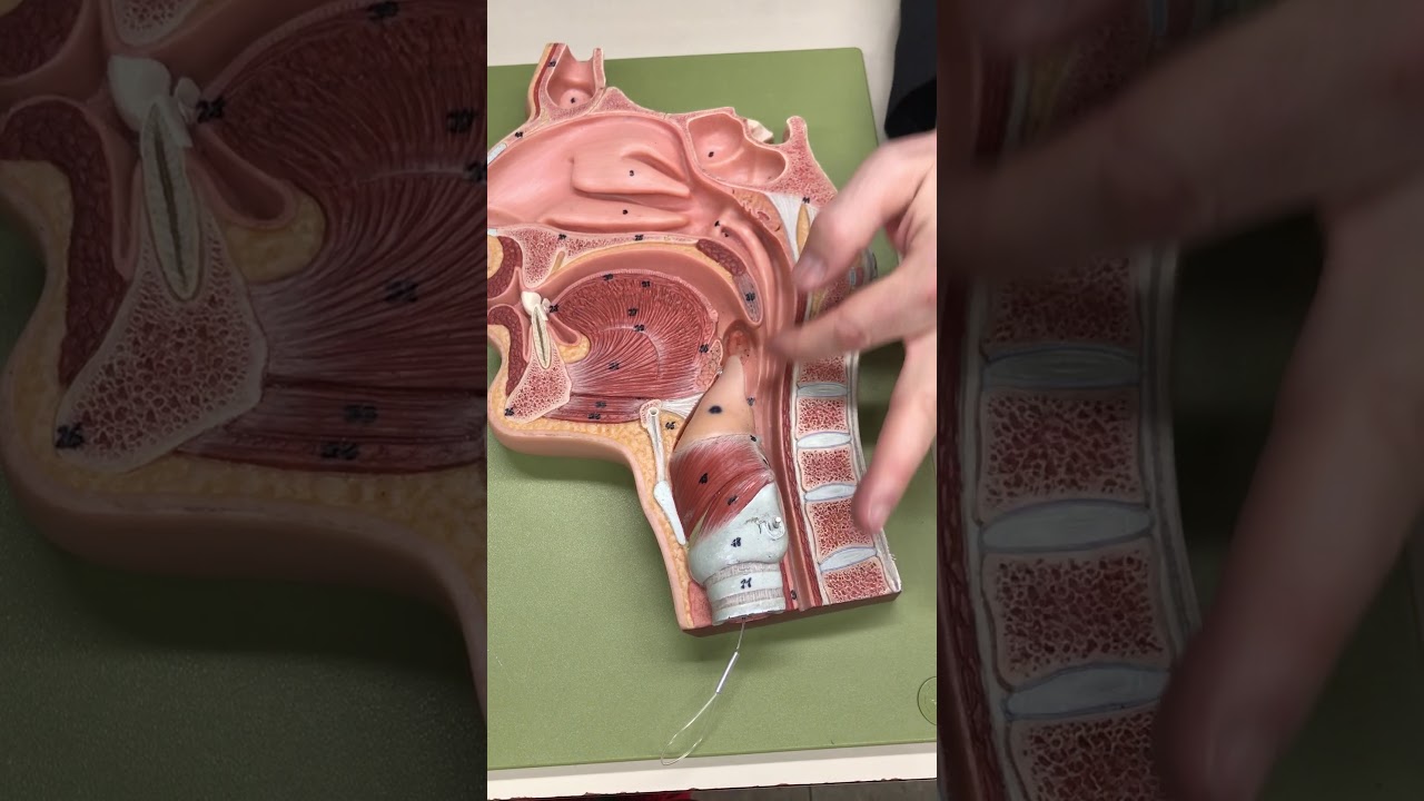 Upper Respiratory System with Dr. Masi