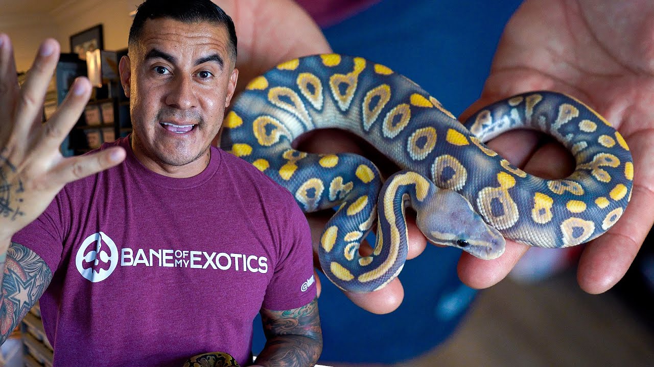 Our Top HOLD BACKS! These Snakes Are Unreal !