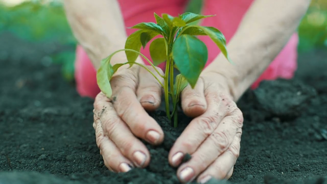 Hands Planting Young Tree Top View | Free Stock Video without Watermark or Copyright