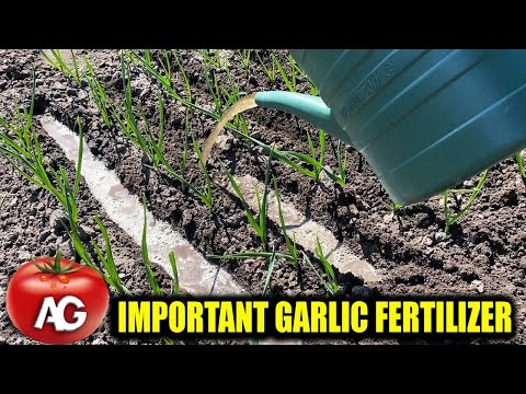 Those who know how to grow garlic will not tell you about this fertilizer
