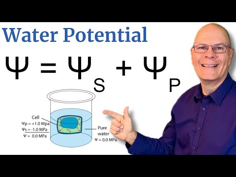 Understand Water Potential! 5 Minute Explanation for AP Bio