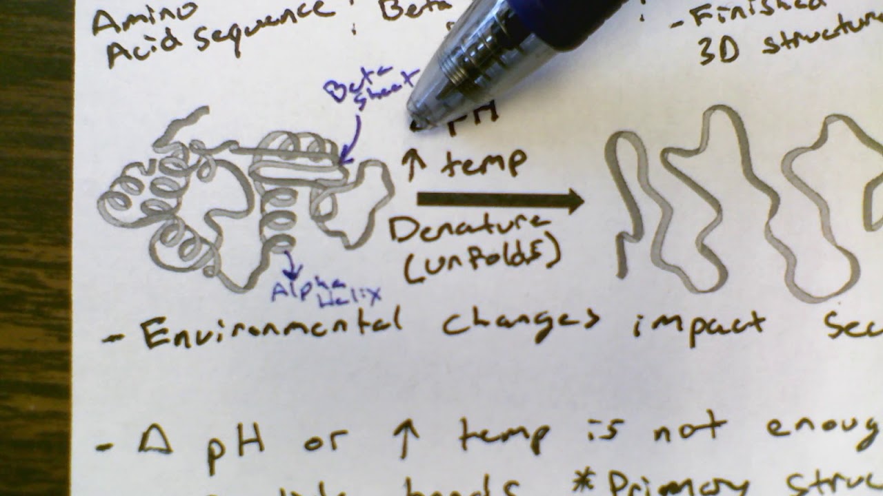Protein Structure Sketch Notes