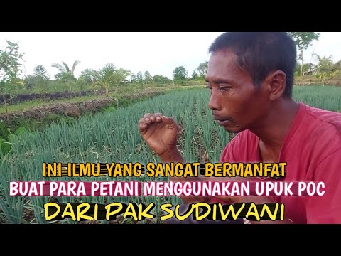 INI PEJELASAN DARI PAK SUDIWANI TETANG PUPUK POC & PEMAKEAN , DAUN BAWANG BISA SUBUR2