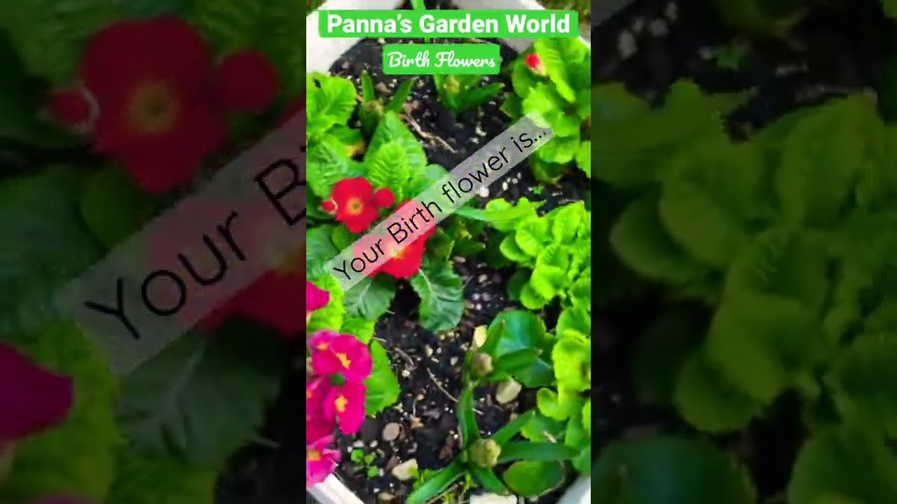Primrose Flowers Bloom in February || When to grow primroses