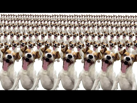 laughing dog meme x10000000