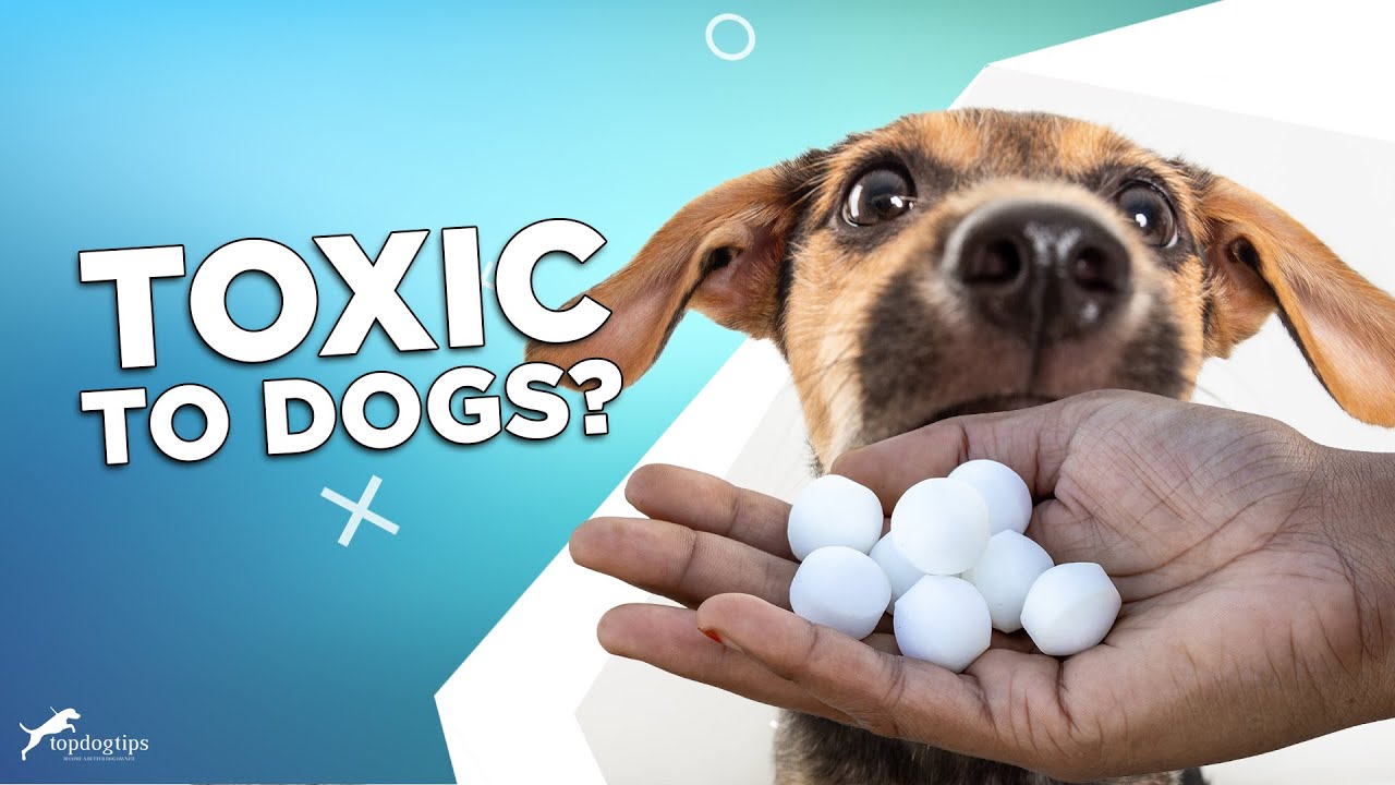 Are Mothballs Toxic To Dogs???
