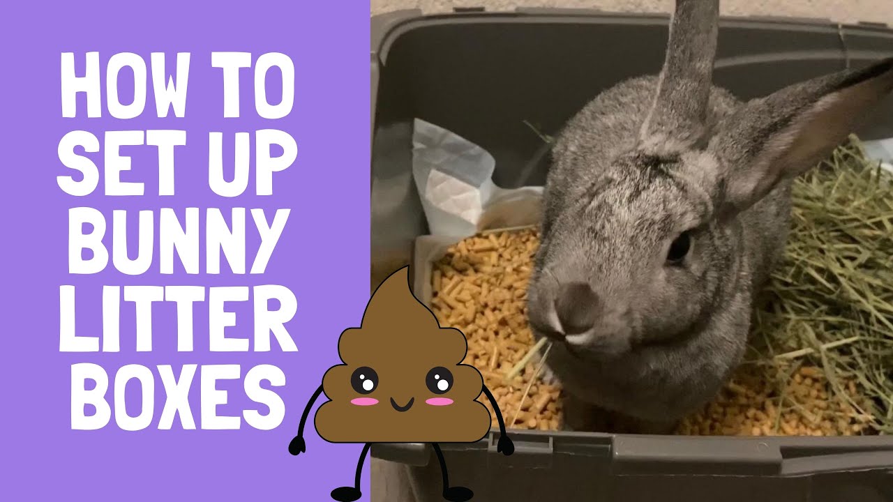 How To Set Up Bunny Litter Boxes