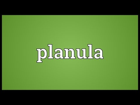 Planula Meaning