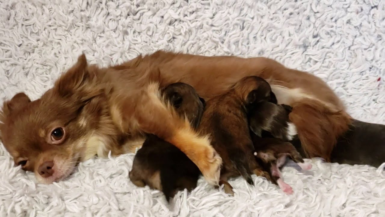 Newborn Rich Chocolate Chihuahuas