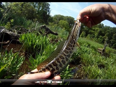 baby SNAKEHEAD