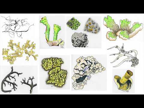 Lichens, we like them: Considering intimate relationships in ...