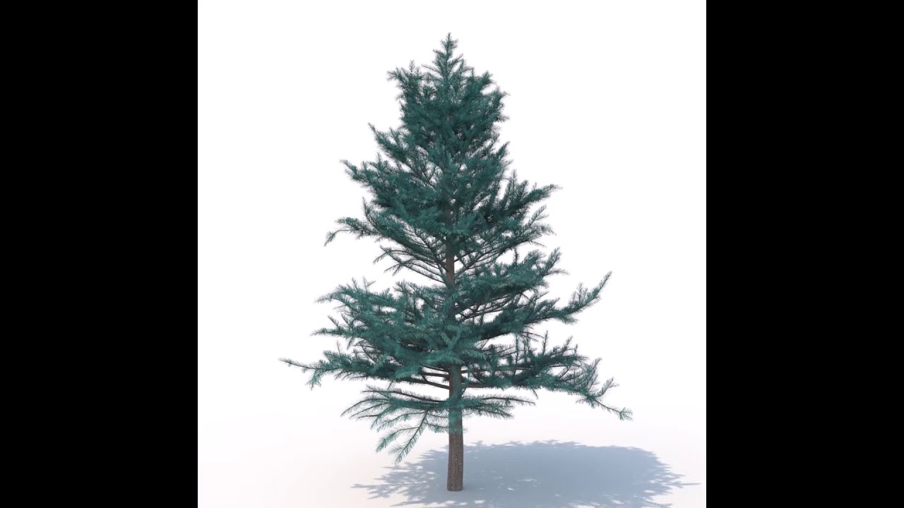 spruce v1