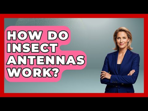 How Do Insect Antennas Work? - Reptilian Wonders