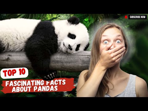Top 10 Fascinating Facts About Pandas 🐼 #Pandas #PandaFacts #CuteAnimals