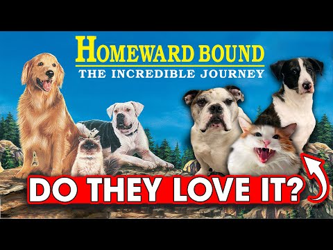 Cats and Dogs Review Homeward Bound - Hack The Movies