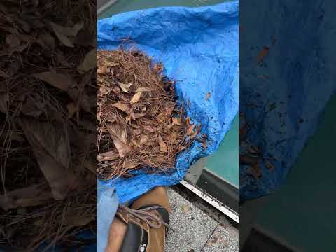 A trick for cleaning gutters between the pool screen and roof in Florida #gutters #pressurewashing