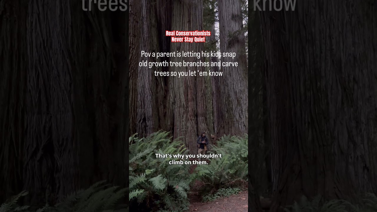 The Tallest Trees In The World Live For Thousands Of Years - Leave No Trace In The Old Growth Forest