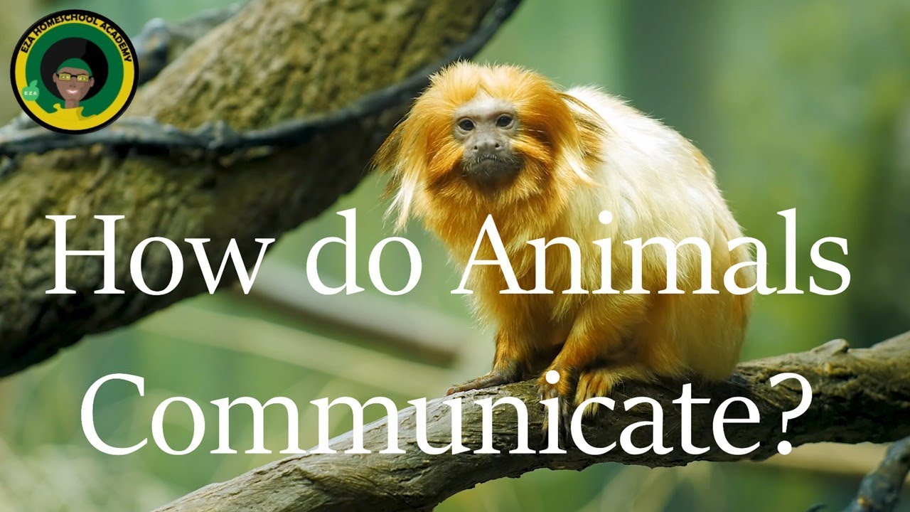 Big Ideas Series: How do Animals Communicate? | Questions and Answers