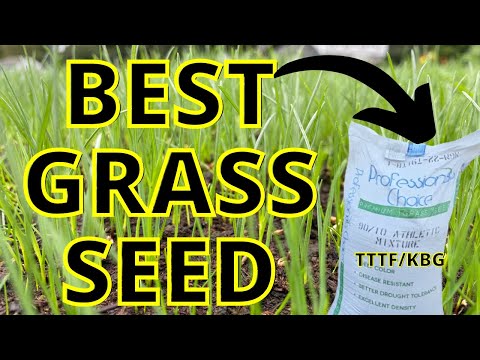 Best Tall Fescue Grass Seed #tallfescue #bestgrass #bestgrassseed #sodfarm