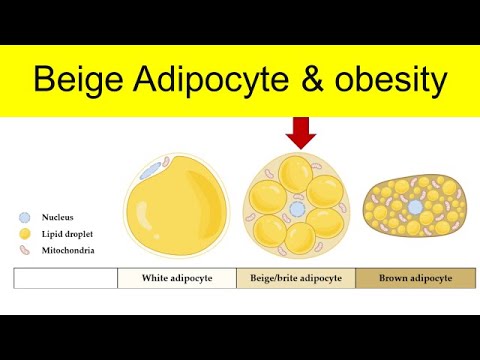 Beige Adipocyte and obesity