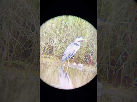 Grey heron amazing bird #birds #wildlife #greyheron