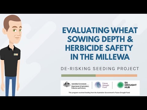 De-risking the seeding system - Evaluating sowing depth & herbicide safety in the Millewa, Victoria.