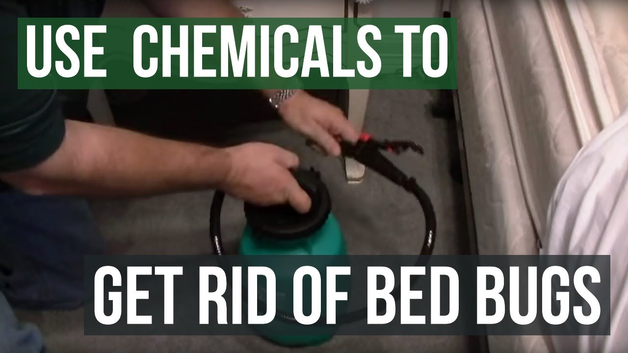 How to get rid of bed bugs with professional chemicals
