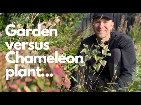 Eliminating Chameleon Plant from Our Garden | Root-to-Rhizome Removal Guide | Perennial Garden