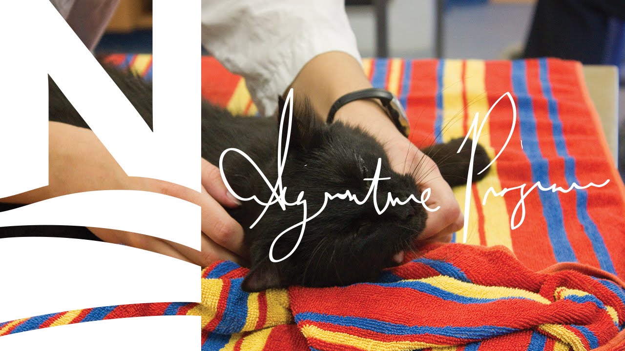 Veterinary Technician Program Overview - Northern College