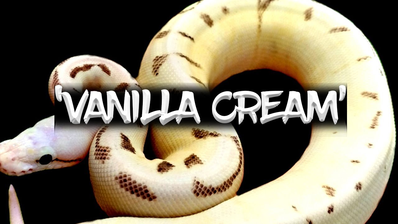 The 'Vanilla Cream' Ball Python!