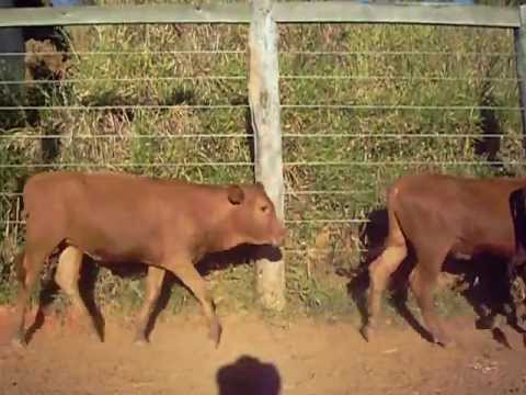 Animais a Venda Bezerros Bonsmara e Blonel. | Bonsmara Holambra