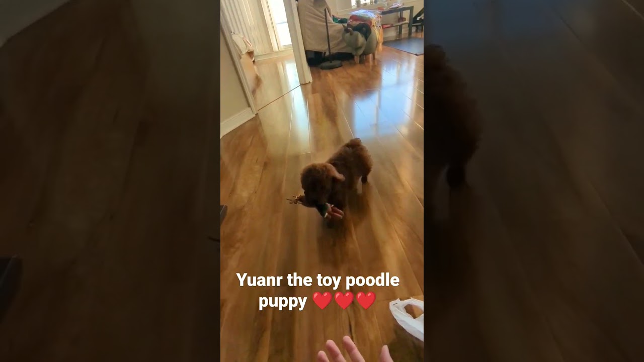 Yuanr's first fetching session