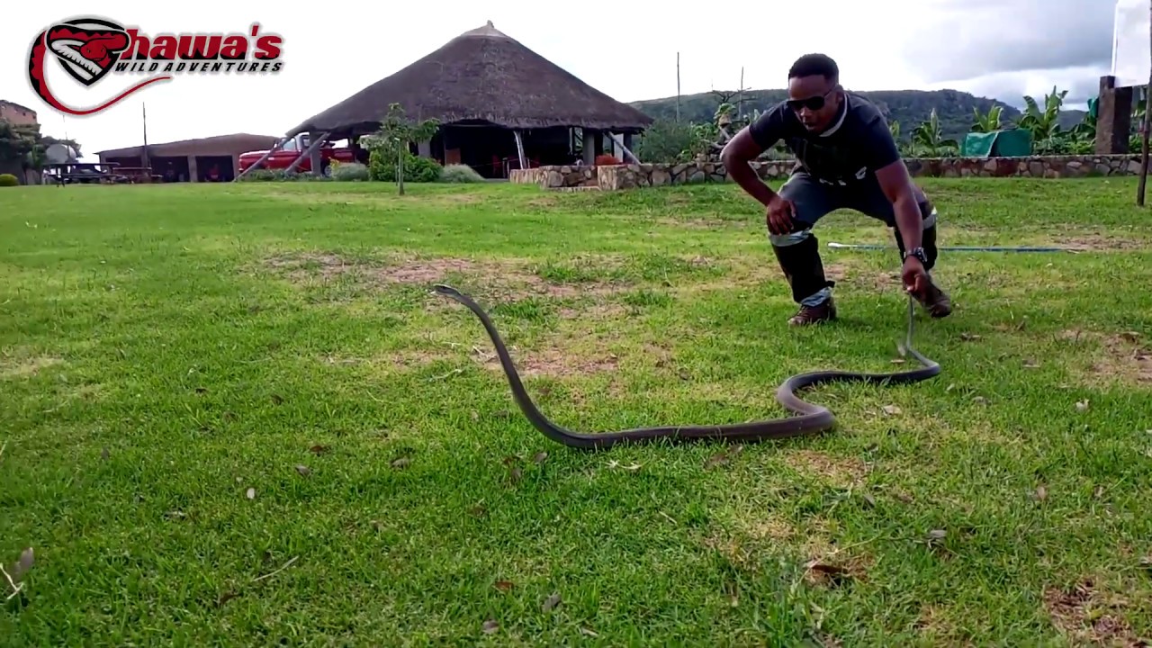 The Notorious African Black Mamba/Rovambira #Handled