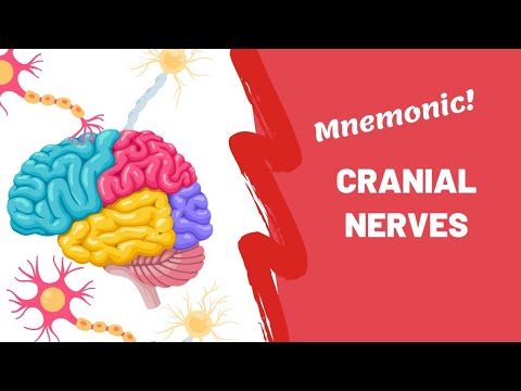 How to Remember Cranial Nerves? | Anatomy Mnemonics