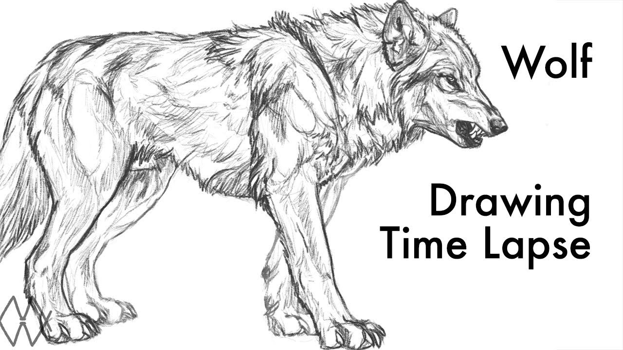 Snarling Wolf Drawing Time Lapse