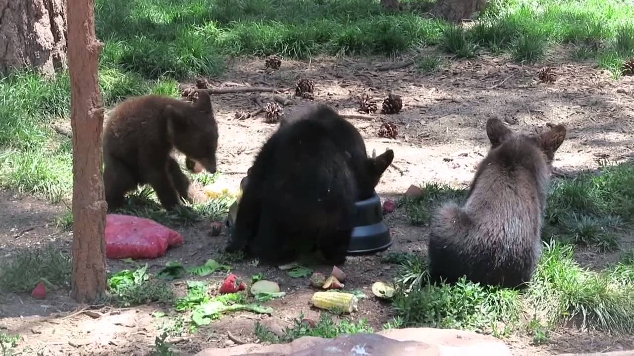 Bear Cubs Fight Over Food