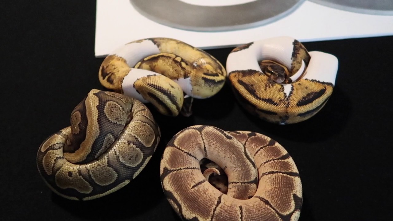 ball python unboxing from justin kobylka     read discription down below