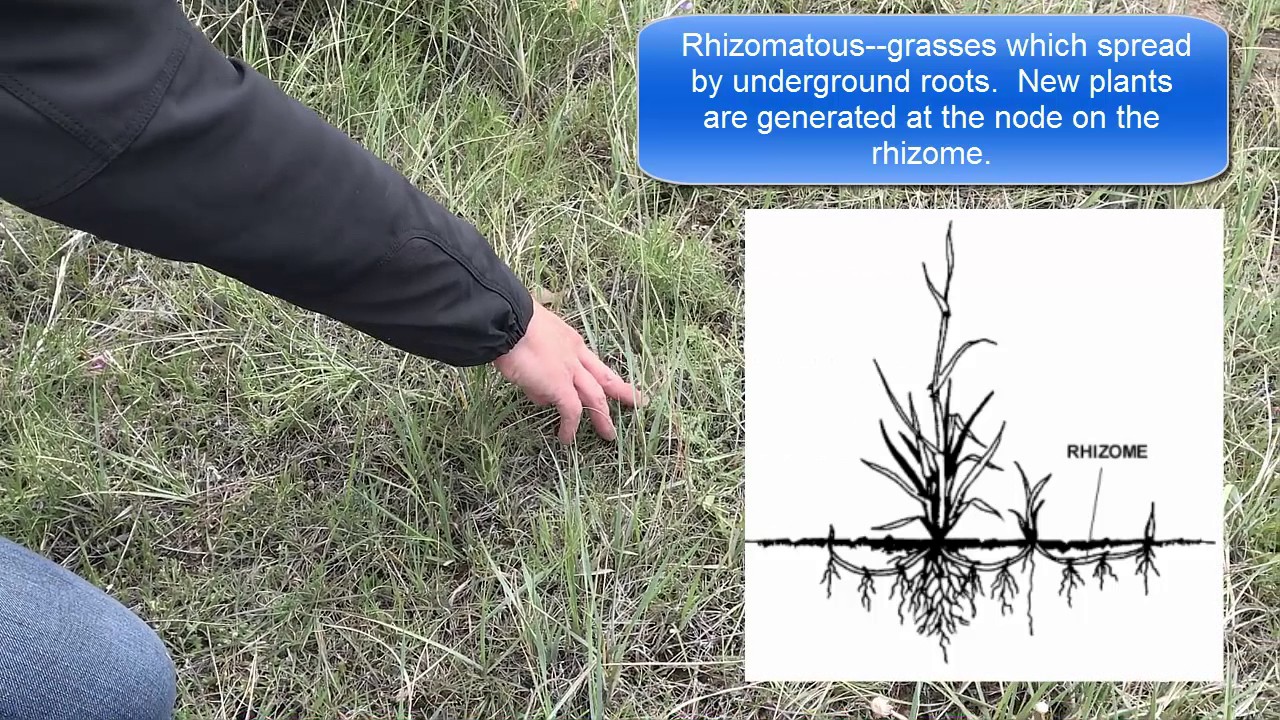 Grass Idenfitication: Western Wheatgrass