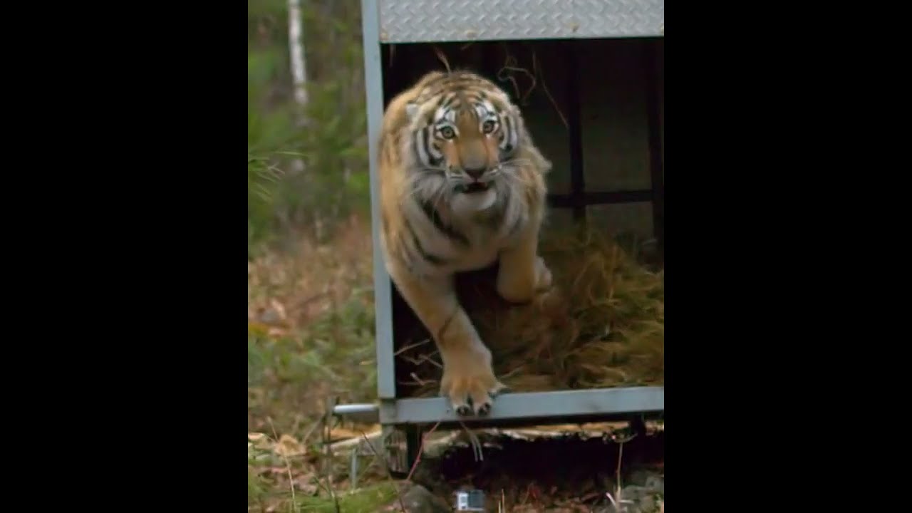 Rare Amur tiger released back to the wild #Shorts