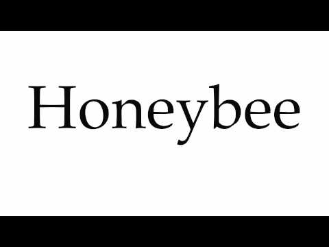 How to Pronounce Honeybee