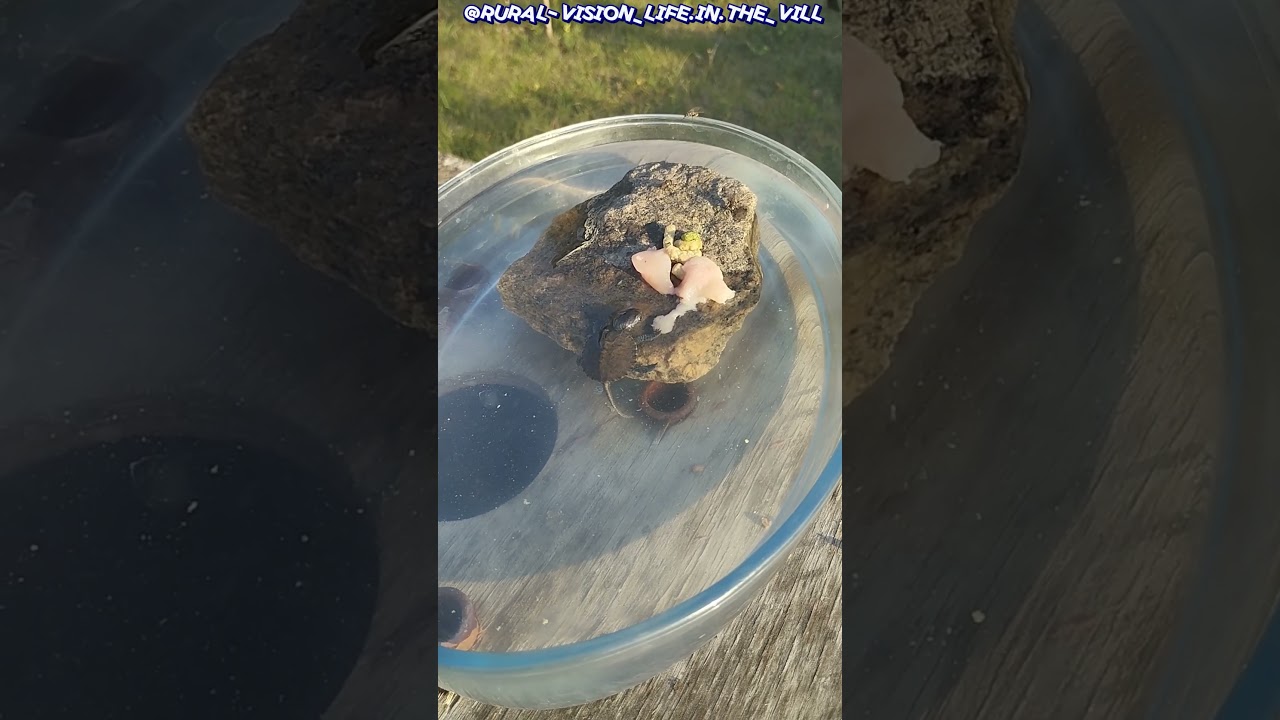 Tiny Turtle Tales: feeding  #TinyTurtle #TurtleCare #TurtleTales