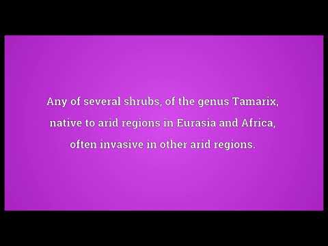 Tamarisk Meaning | Wordogram
