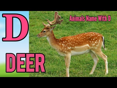 animals name with d | animals names start with d | animals name that starting with letter d